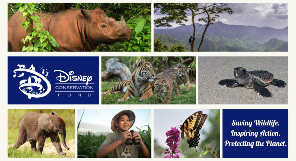The Disney Conservation Fund Awards $5 Million to Conservation ...