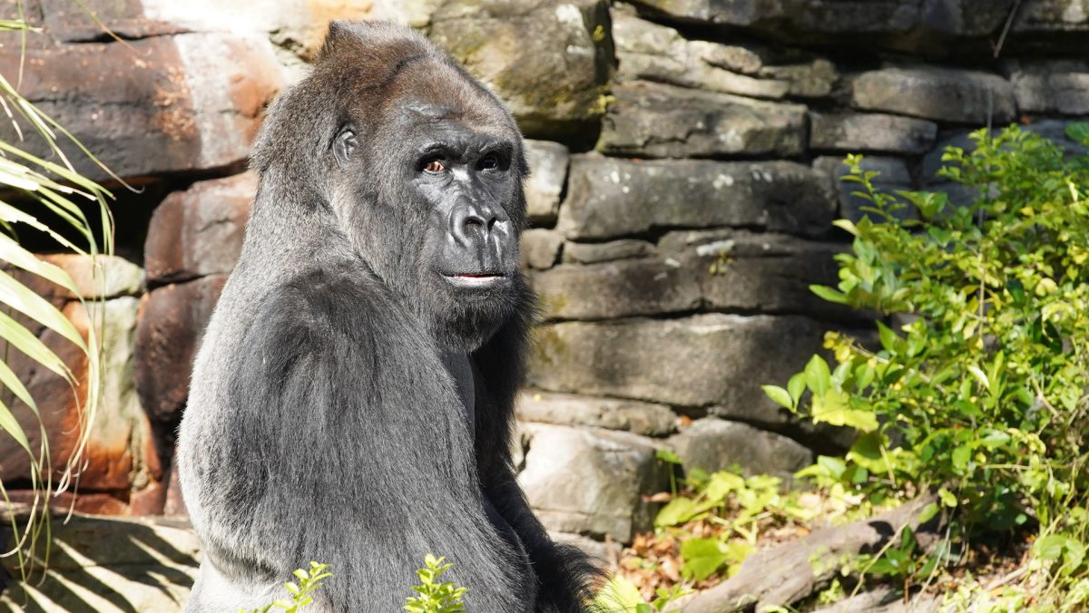 Disney+’s 'Magic of Disney’s Animal Kingdom' Spotlights a Deep ...