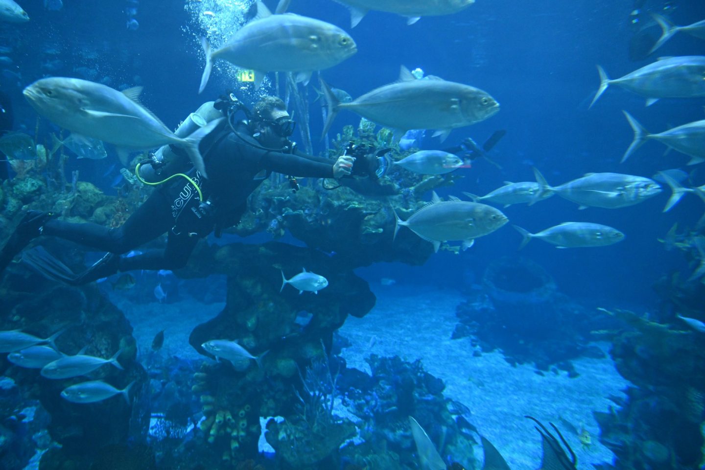 Disney+’s 'Magic of Disney’s Animal Kingdom' Spotlights a Deep ...