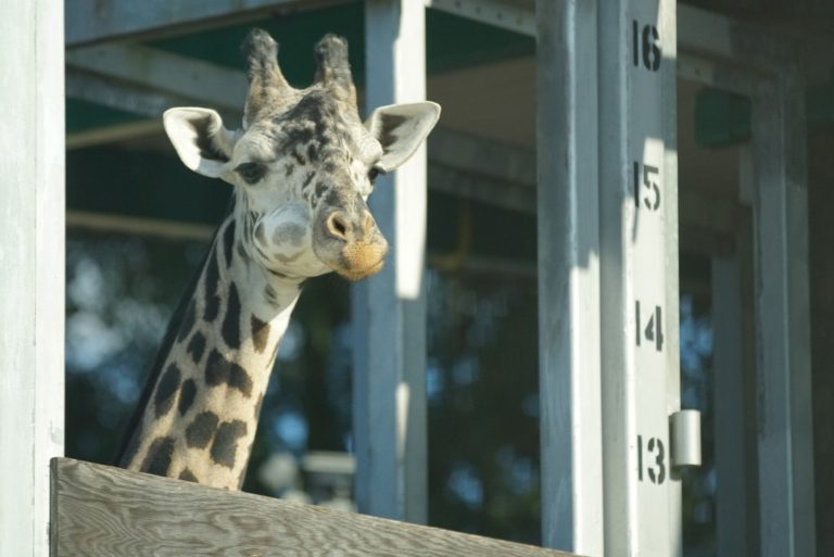 Disney+’s 'Magic of Disney’s Animal Kingdom' Spotlights a Deep ...