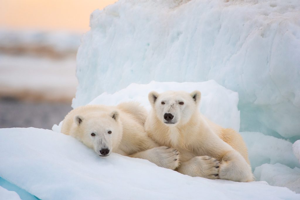 Disneynature’s ‘Polar Bear’ Continues Longstanding Commitment to ...