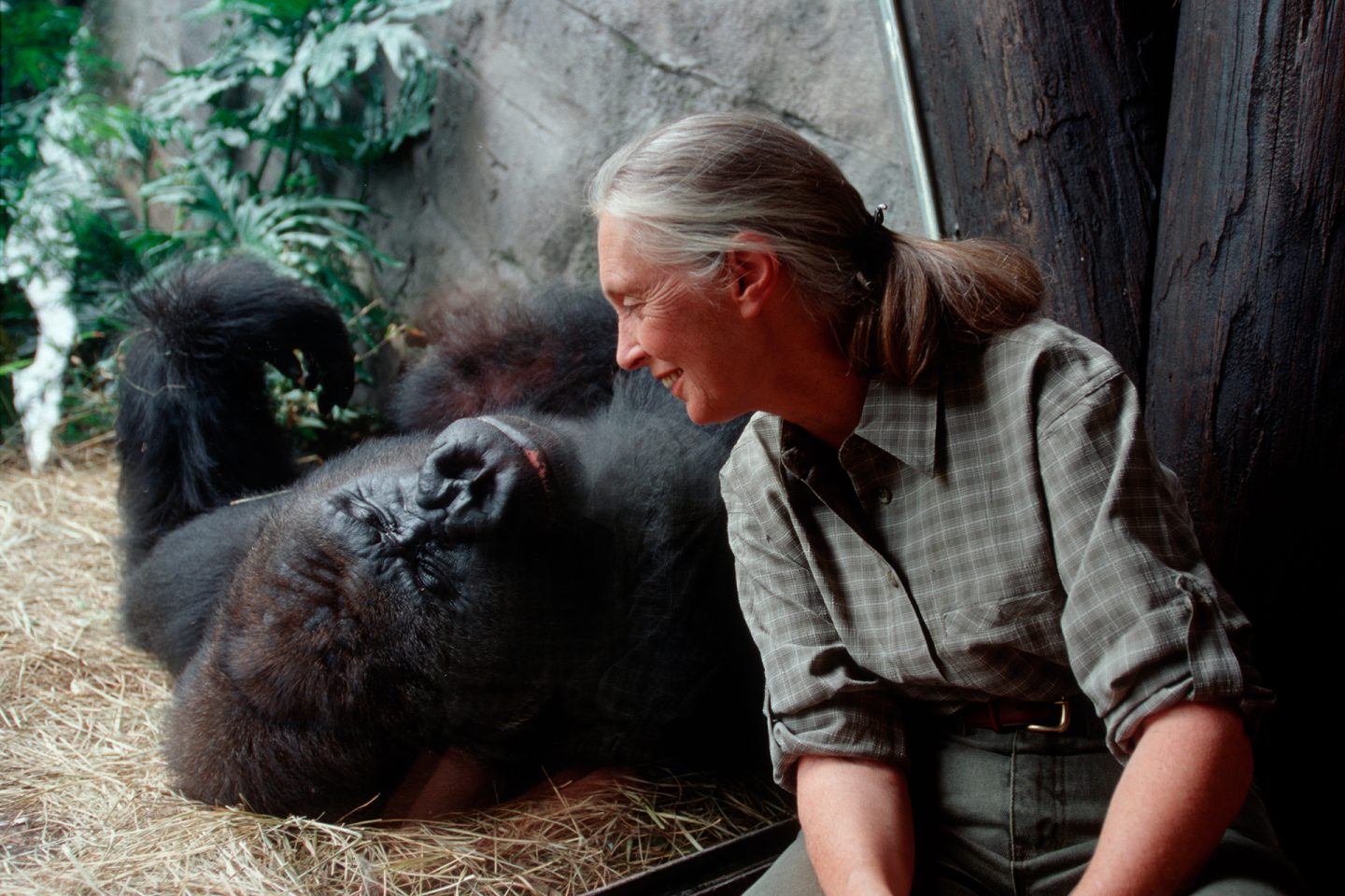 Remembering Dr. Jane Goodall | The Walt Disney Company
