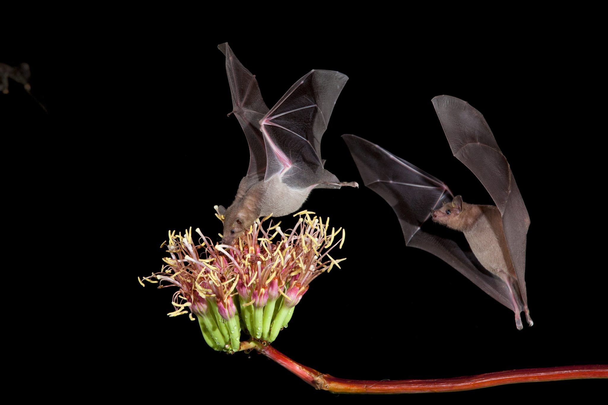 Disney Conservation Fund Announces Grants to 25 Organizations | The ...