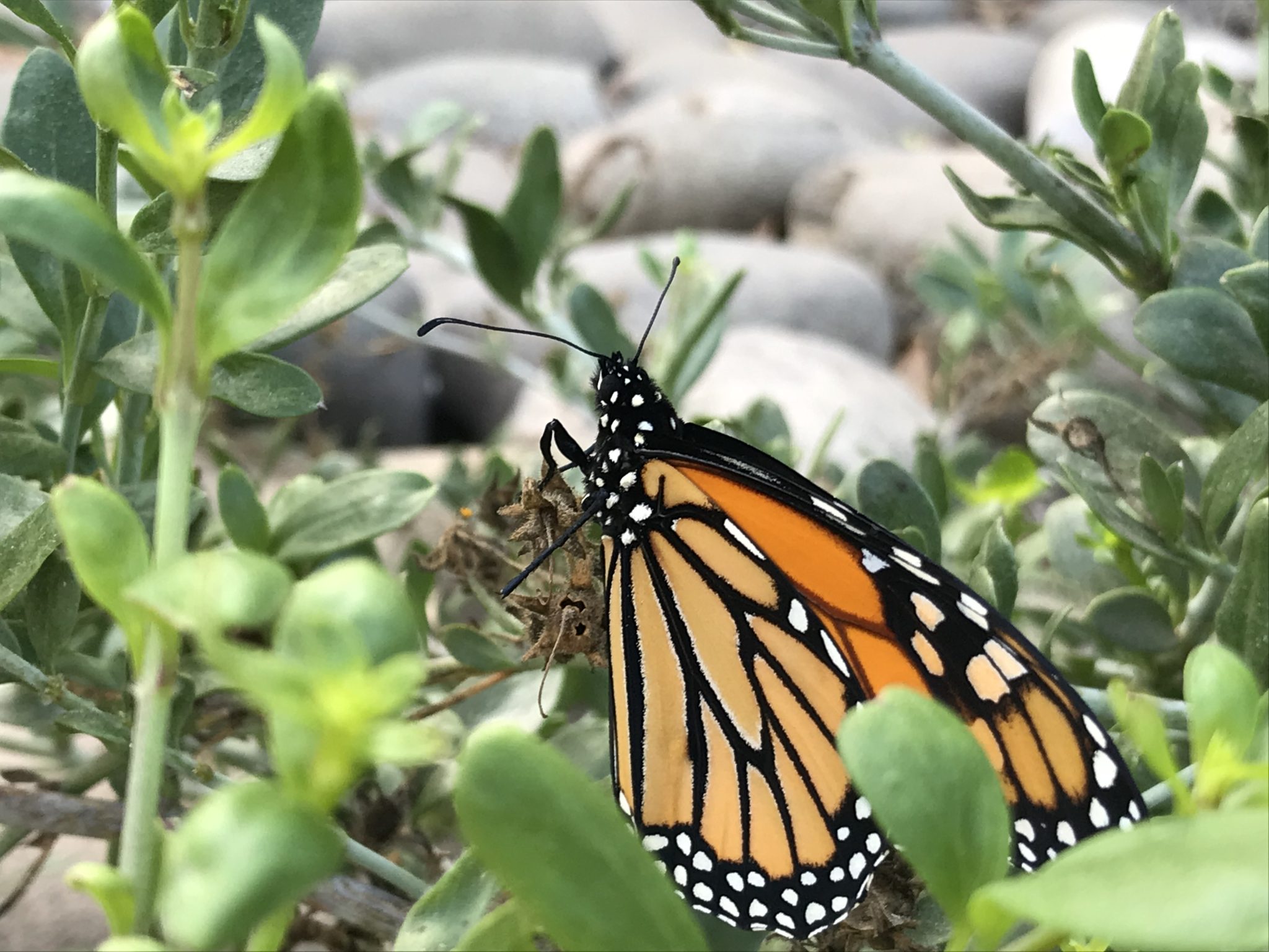 Disney Conservation Fund Announces Grants to 25 Organizations | The ...
